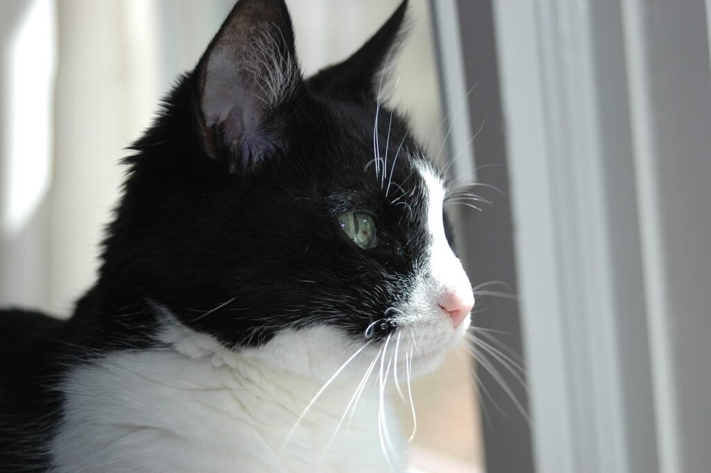 Cat “Declares Independence” for Thraxian Island – IDU Media Co.